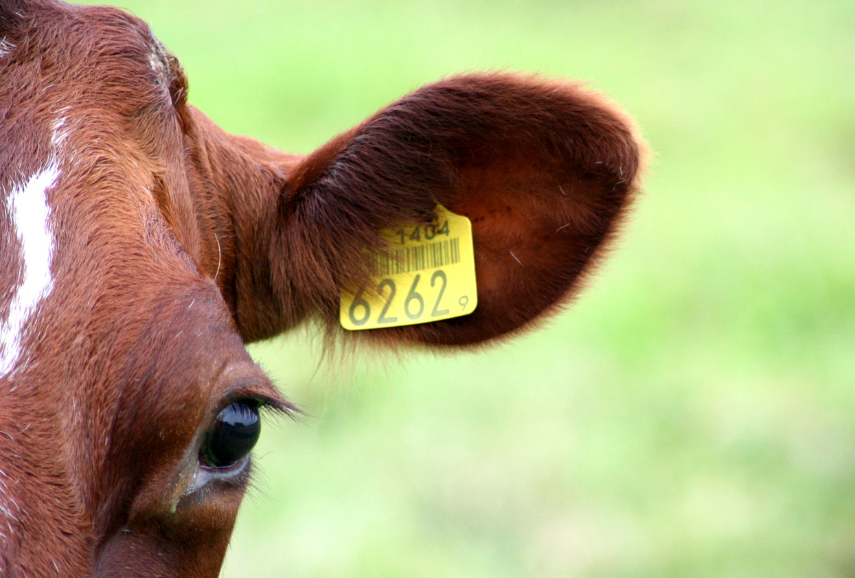 The Bovine Barcode: Understanding the Importance of Cow Tagging ...