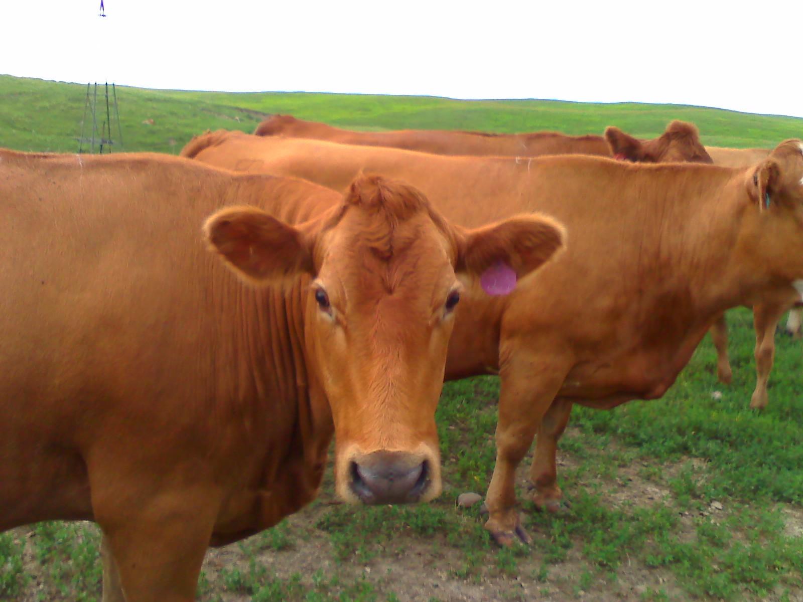 The Bovine Barcode Understanding The Importance Of Cow Tagging