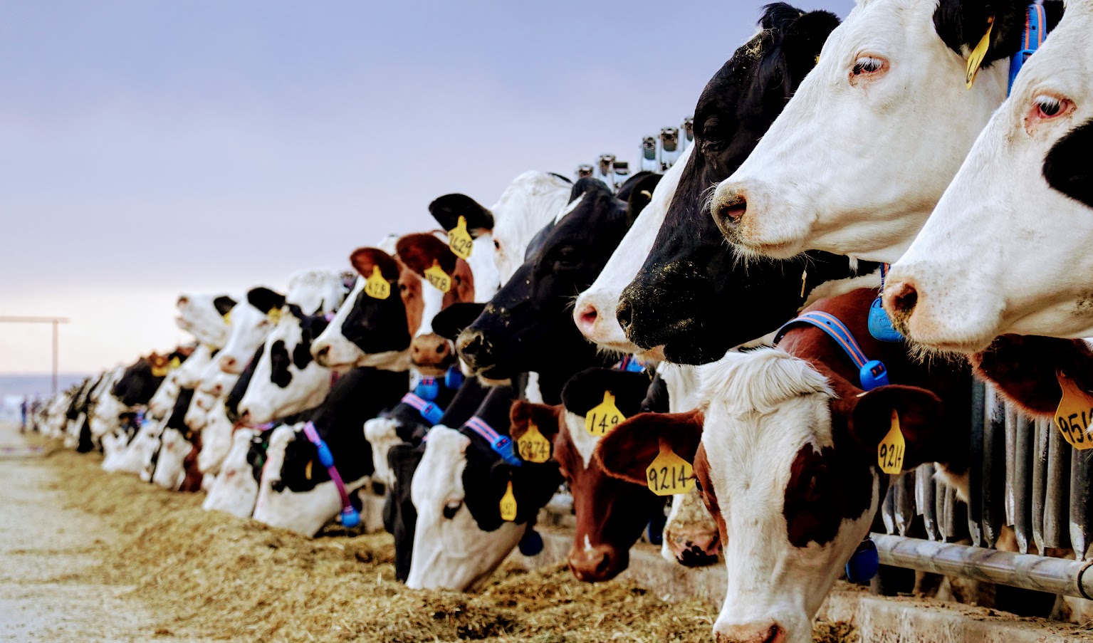 The Bovine Barcode: Understanding the Importance of Cow Tagging ...