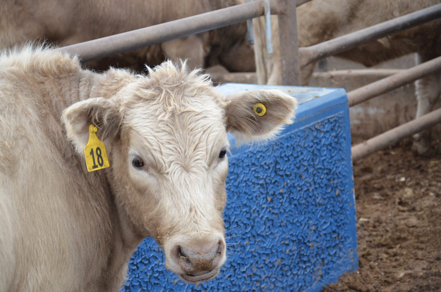 The Bovine Barcode: Understanding the Importance of Cow Tagging ...